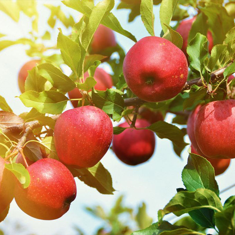 Plants Red Spur en Tunisie - Pepinière El Amen